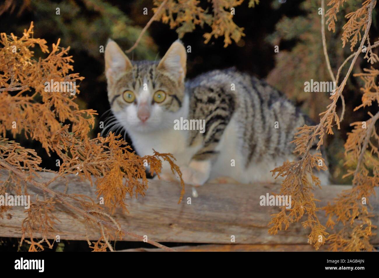 Closeup shot of a surprised cat with wide-open eyes in a forest near ...