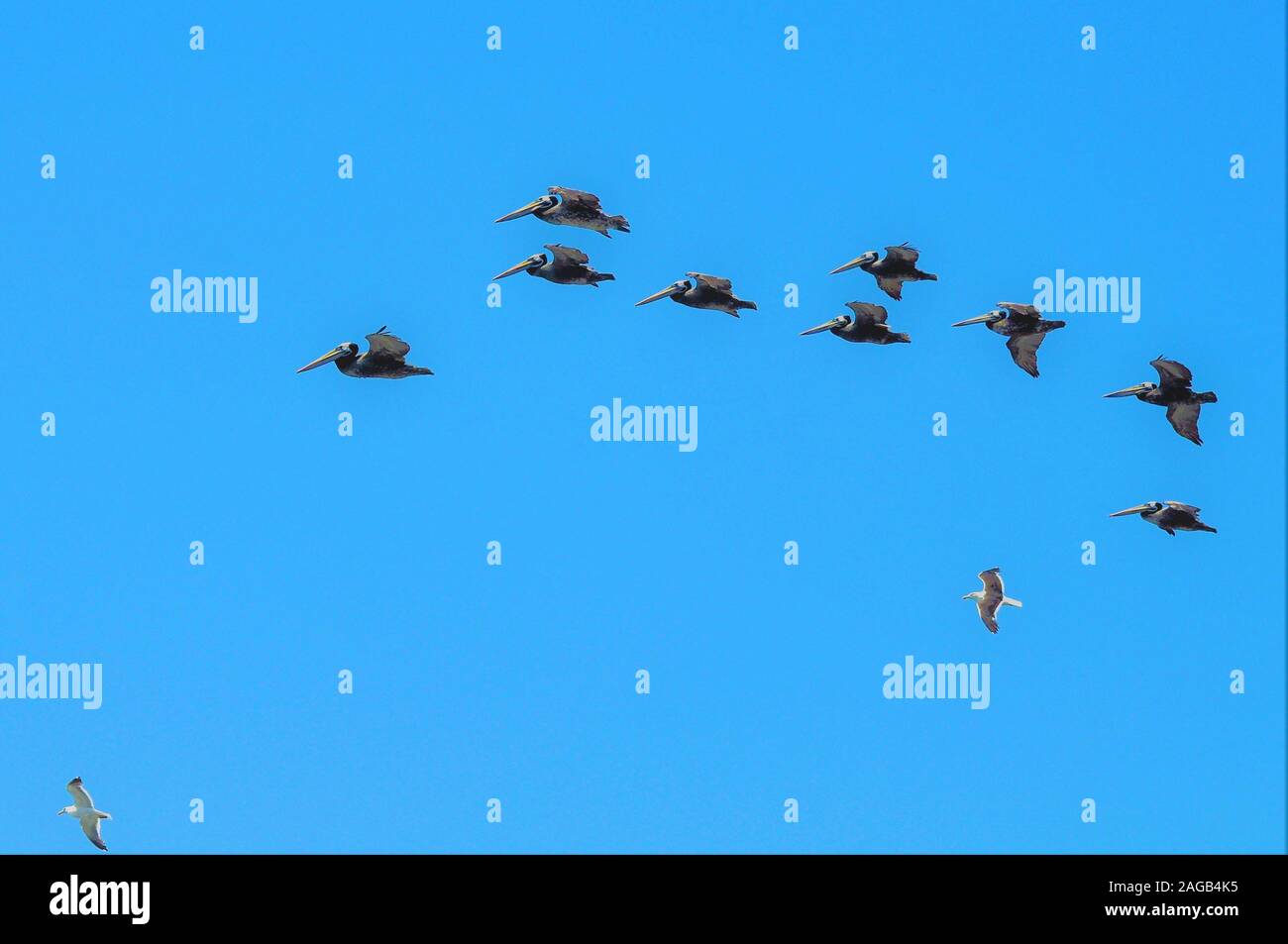 A flock of flying crows and seabirds under the beautiful blue sky ...