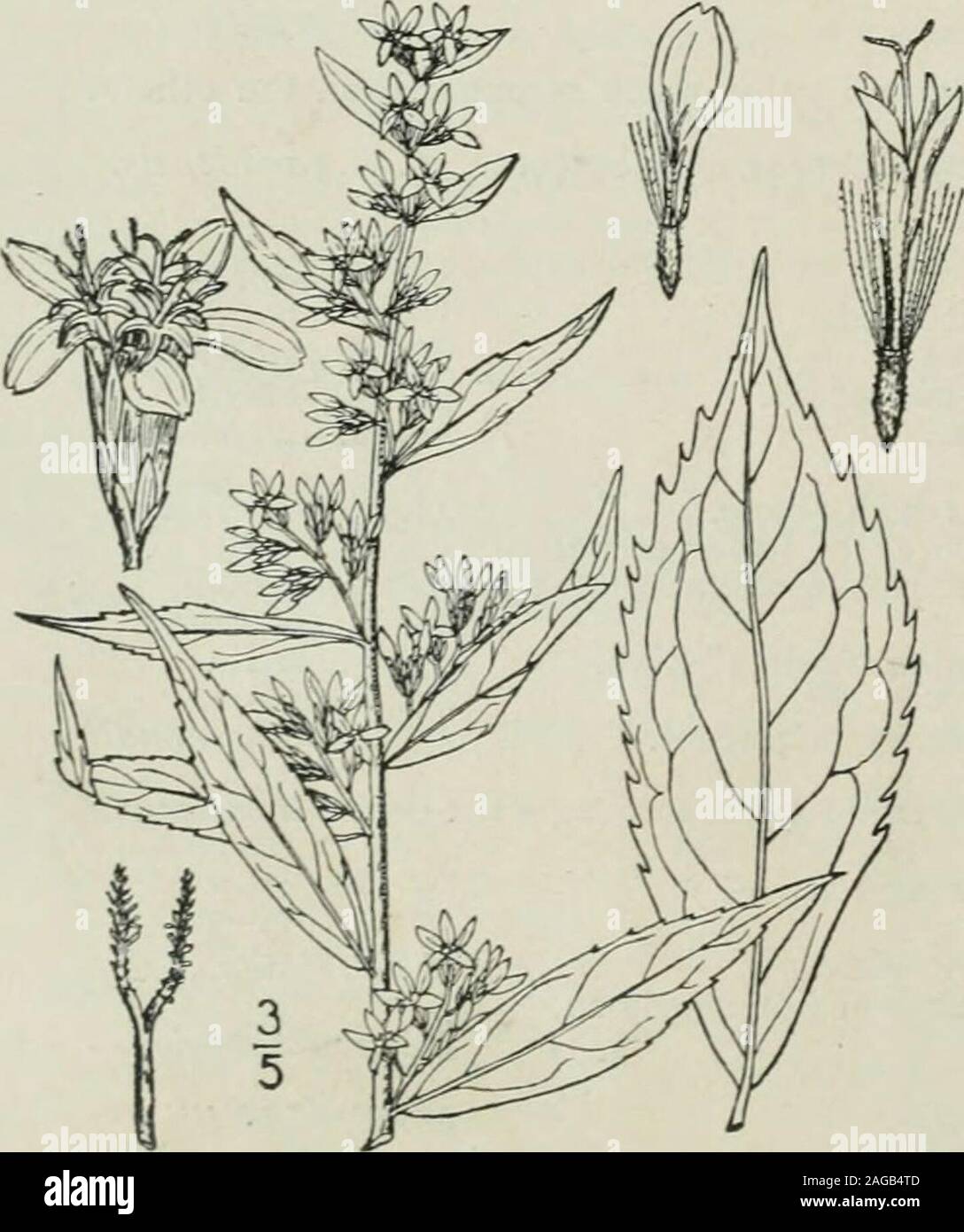 Oval basal leaf hi-res stock photography and images - Alamy