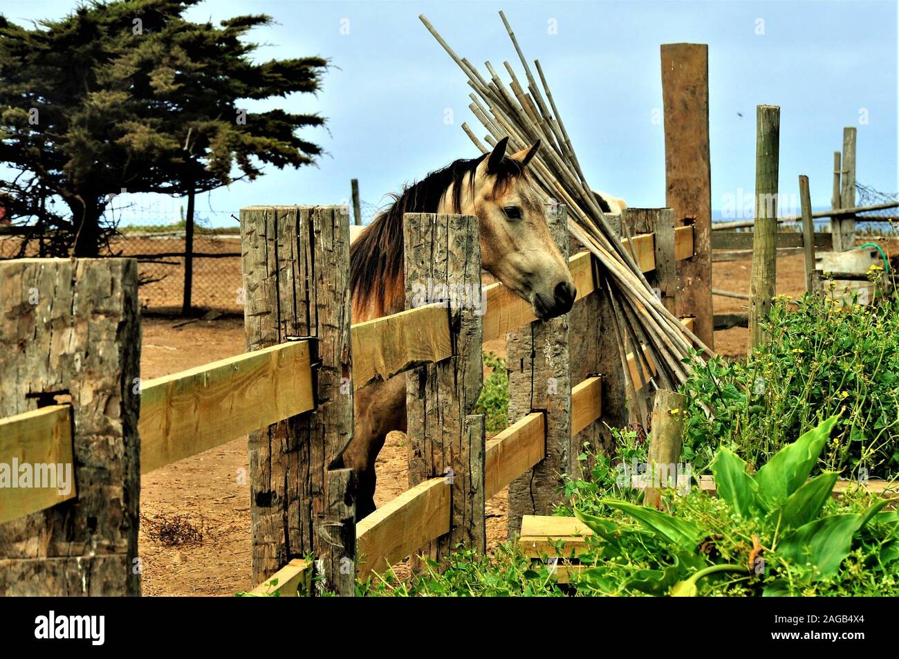 Animal farm animation hi-res stock photography and images - Alamy