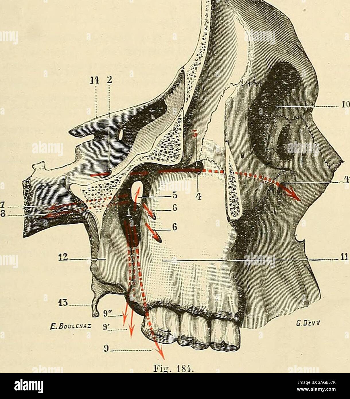. Traité d'anatomie humaine : anatomie descriptive, histologie ...