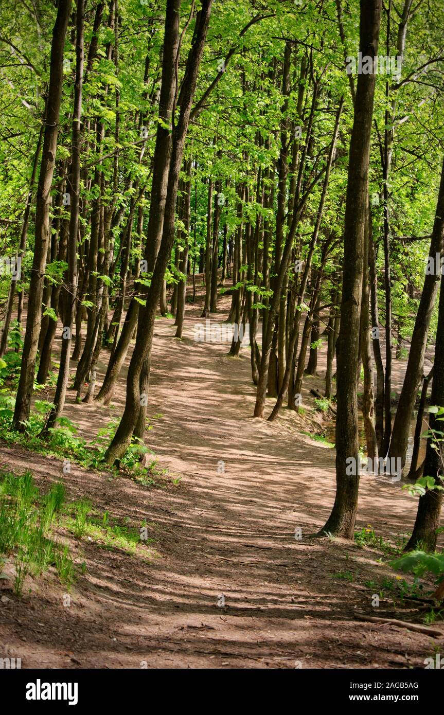Sunny alley in spring forest Stock Photo - Alamy