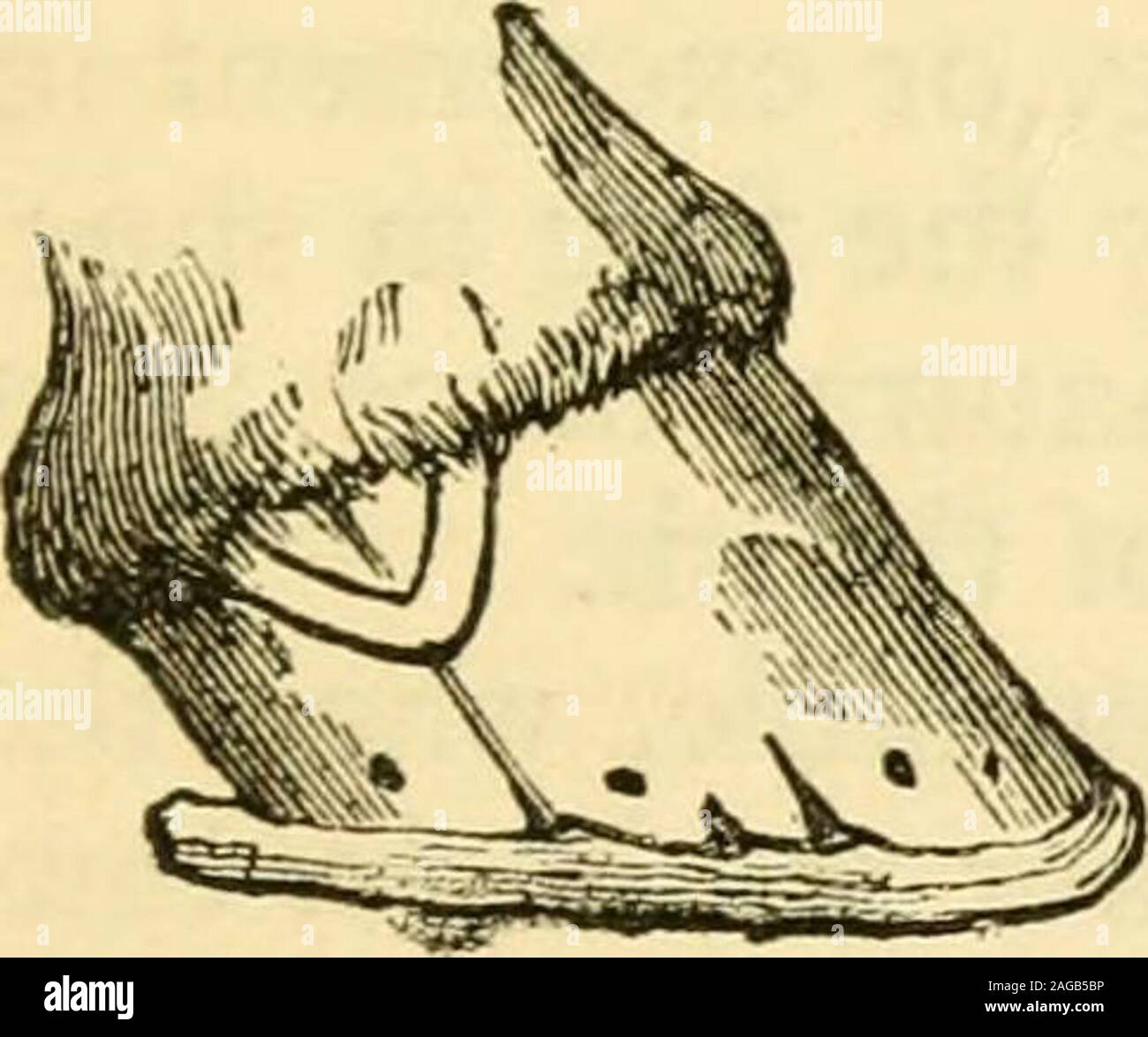 Horse hoof disease hi-res stock photography and images - Alamy