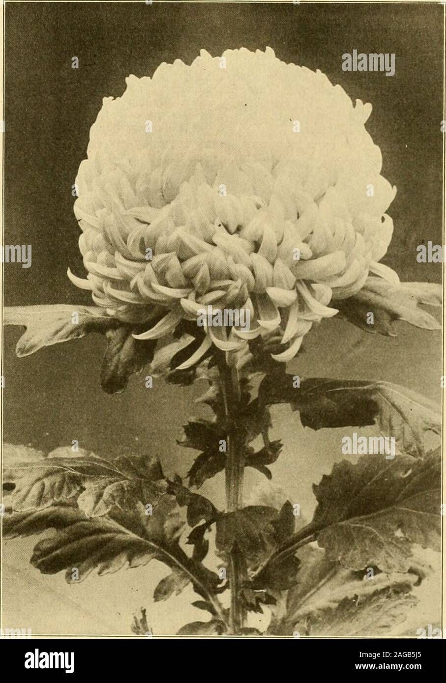 Alice Perrin High Resolution Stock Photography and Images - Alamy