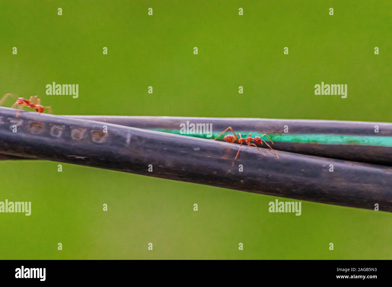 Cartoon ant smiling hi-res stock photography and images - Alamy