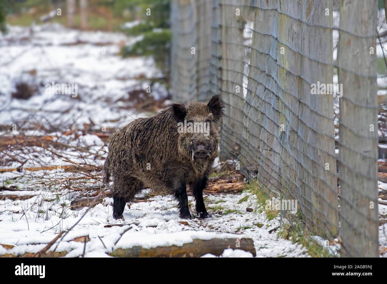 Male wild boar hi-res stock photography and images - Alamy