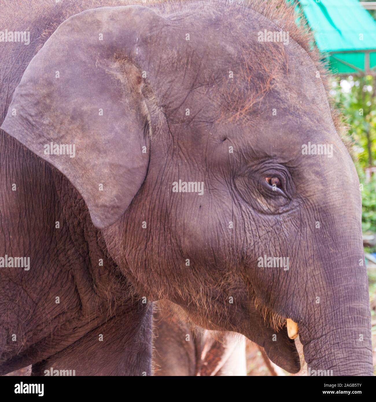 African elephant eye tear hi-res stock photography and images - Alamy