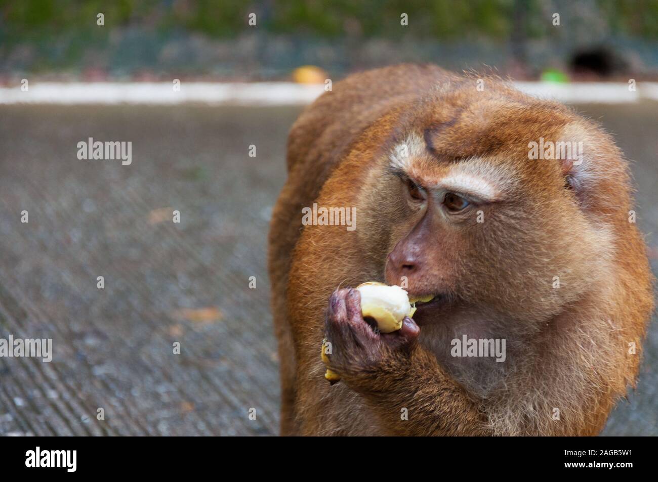 Cute monkey cartoon eating banana hi-res stock photography and images ...