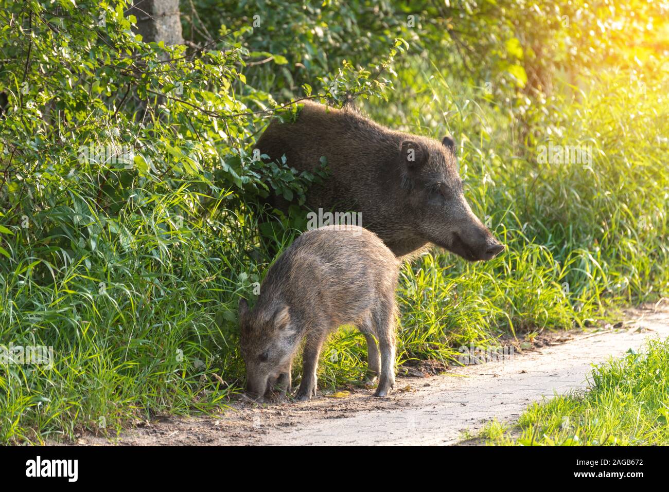 Wild boars walk around the park in the city and look for food Stock ...