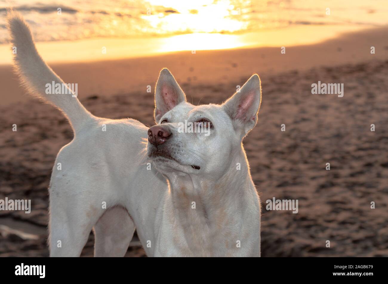 Korean Jindo Dog High Resolution Stock Photography and Images - Alamy