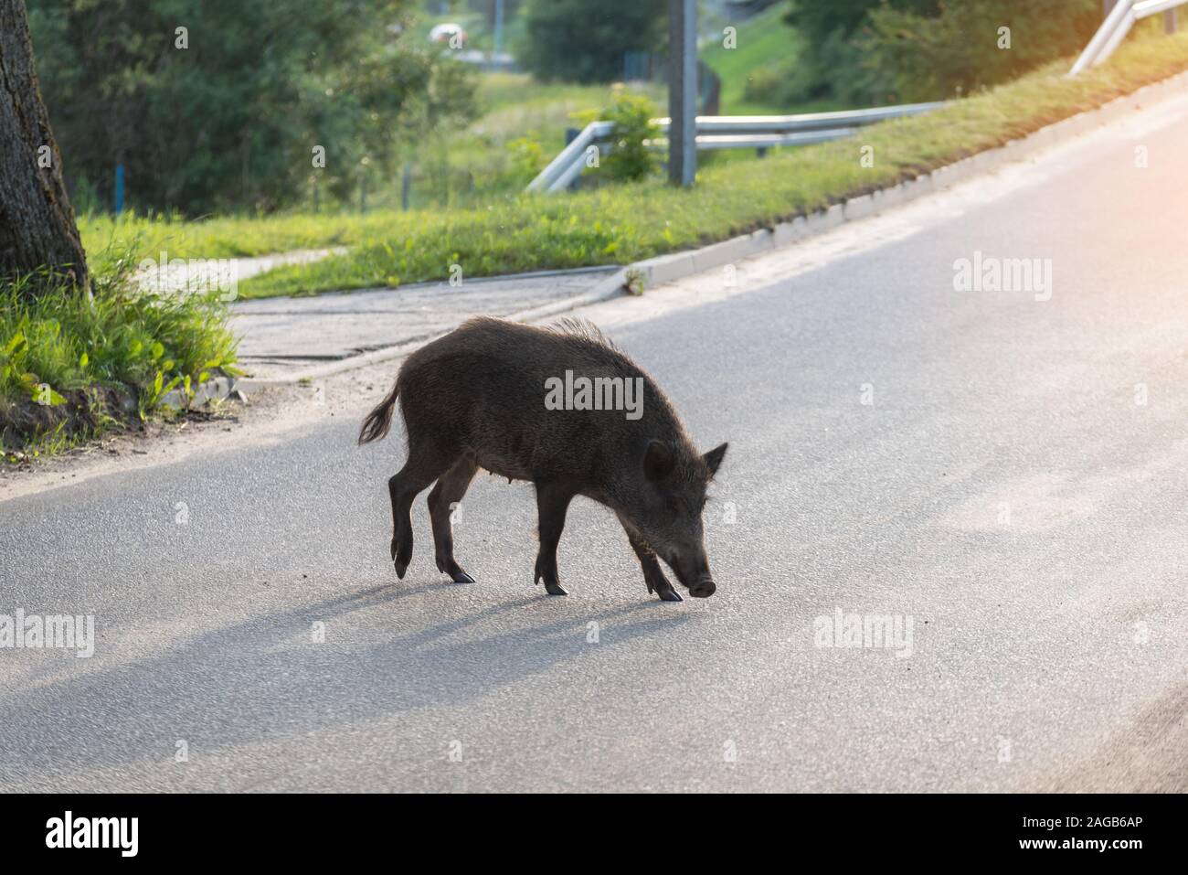 Boar walk hi-res stock photography and images - Alamy