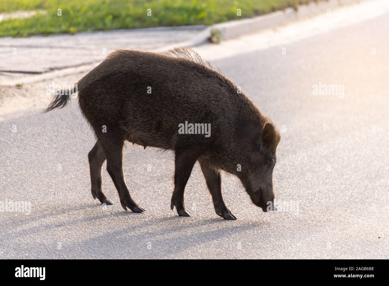 Wild boar walk on the street in the city and looks for food Stock Photo ...