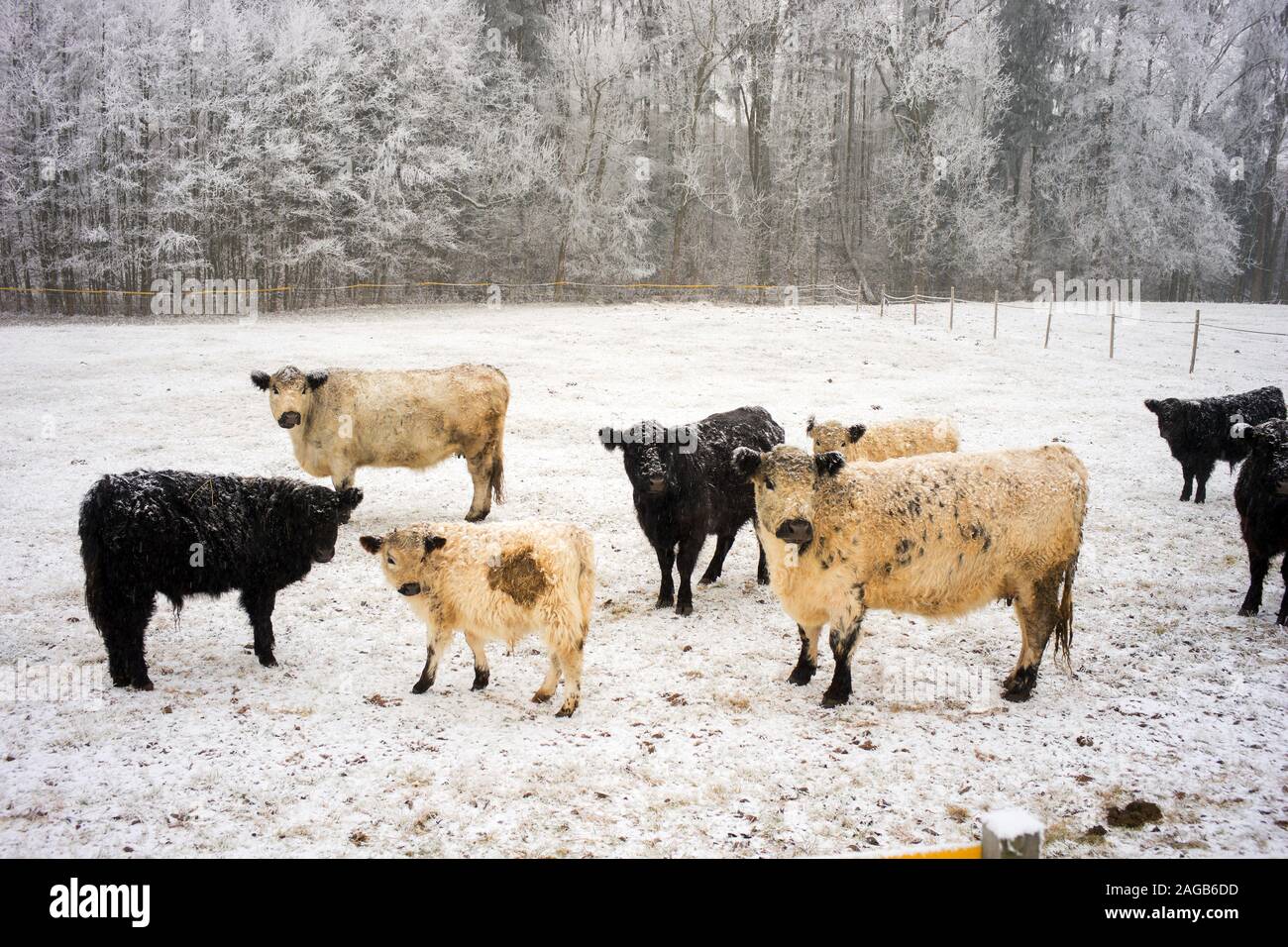 Curly cow hi-res stock photography and images - Alamy