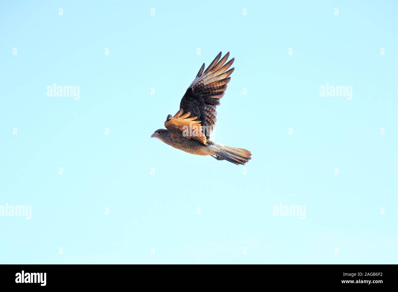 Beautiful shot of a northern harrier bird flying under the clear sky ...