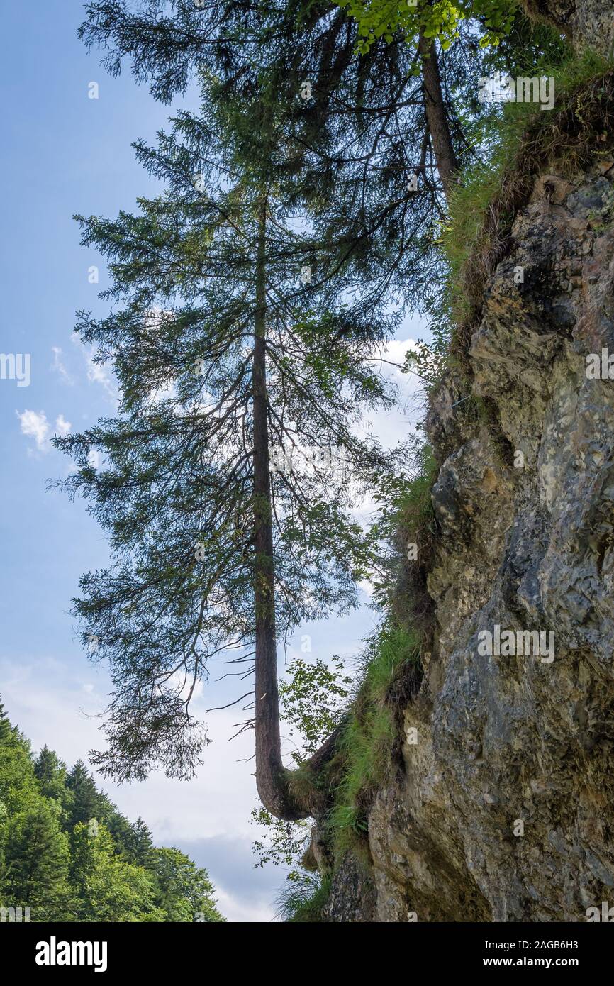 Tree growing rock blue sky background hi-res stock photography and ...