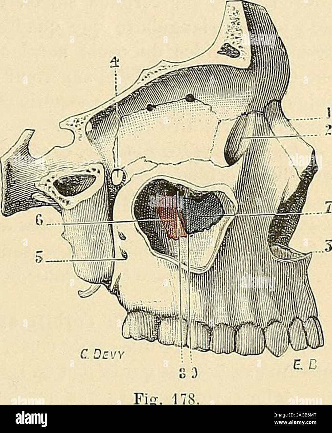 Nasale anatomie hi-res stock photography and images - Alamy