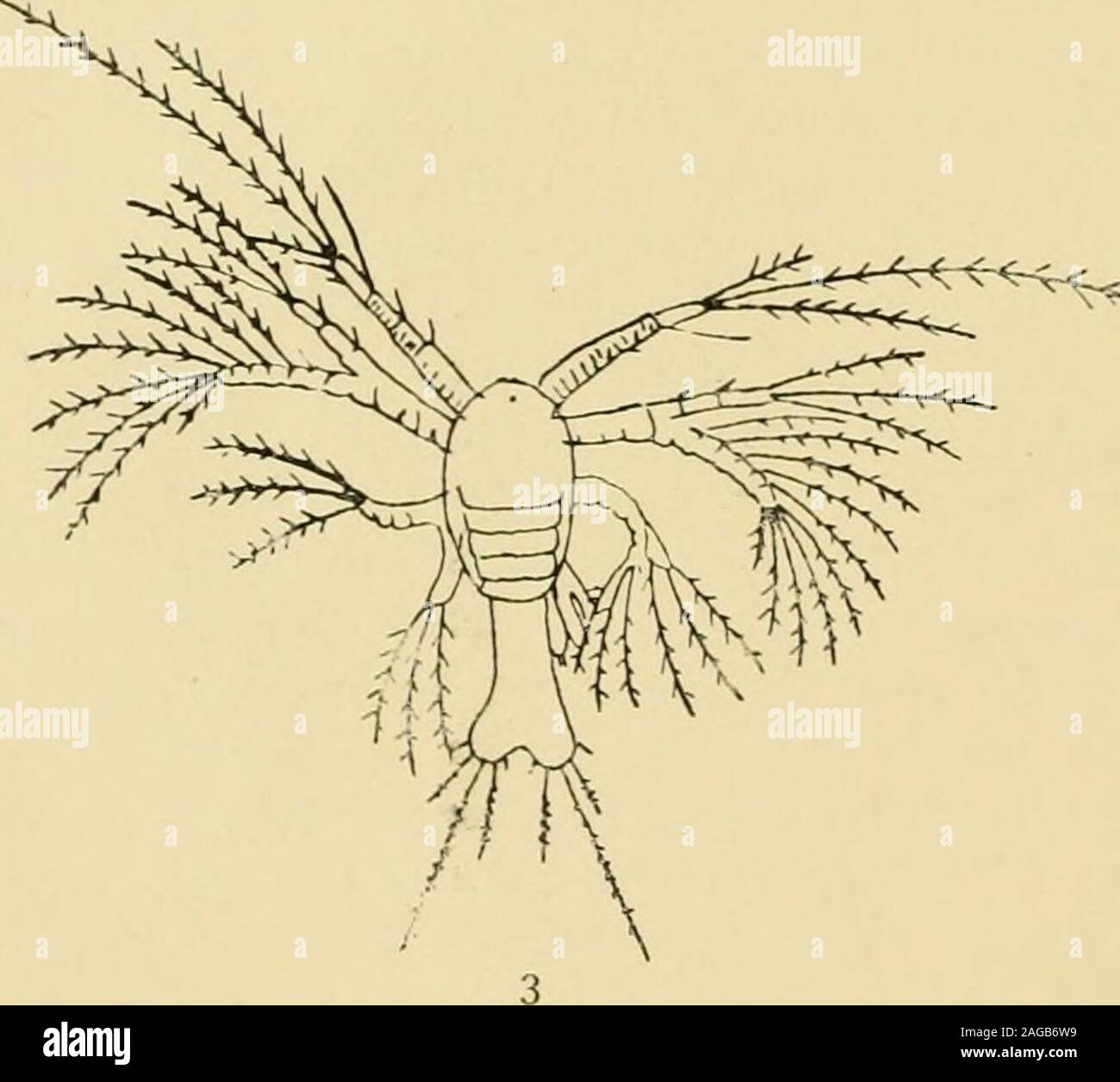 Penaeus sp hi-res stock photography and images - Alamy