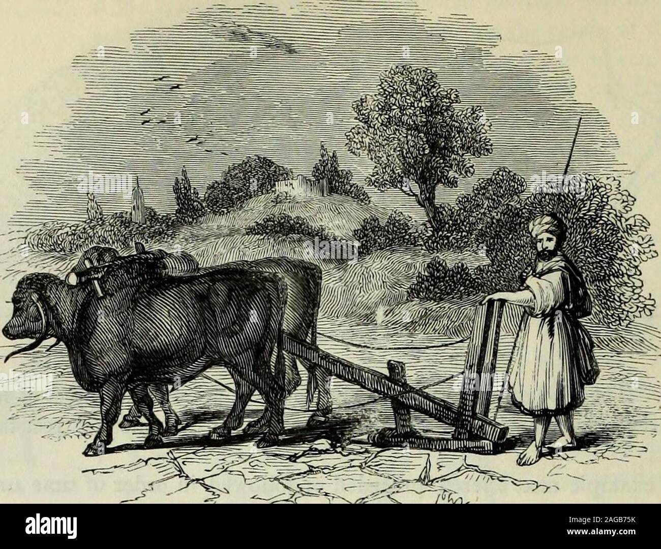 Yoke oxen to the plough hi-res stock photography and images - Alamy