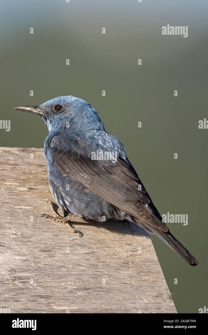 Blue thrushes hi-res stock photography and images - Alamy