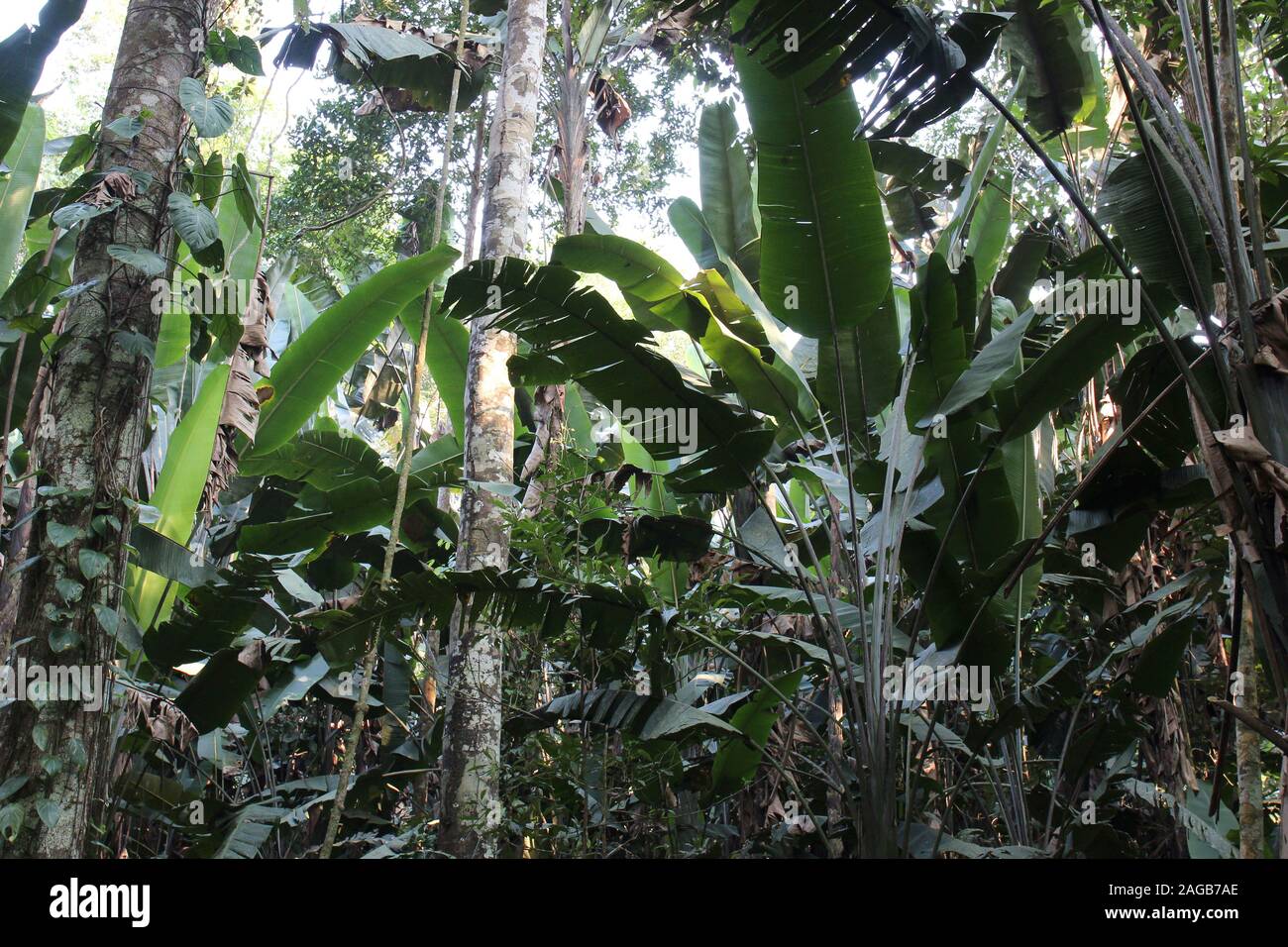 The landscape of the Amazon rainforest, filled with a varity of palms ...