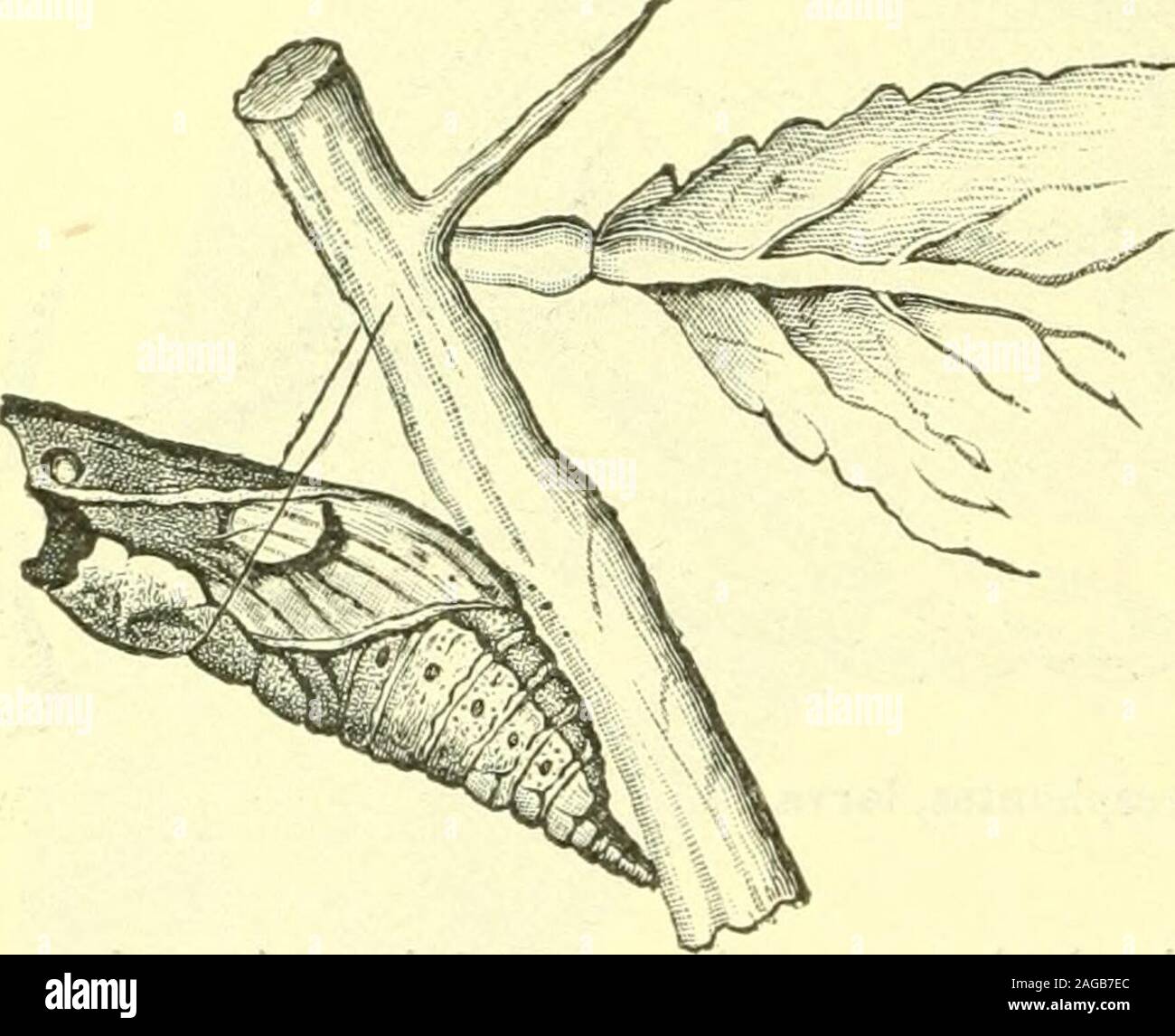 Prominent round edges hi-res stock photography and images - Alamy
