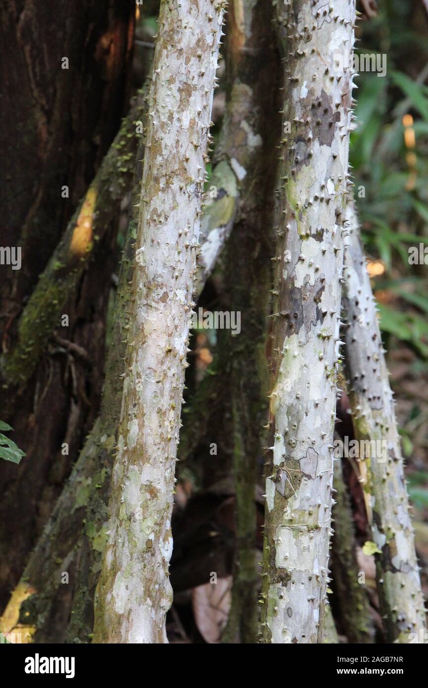 Close up of the stilt like, thorny roots on the Walking Palm, Socratea ...