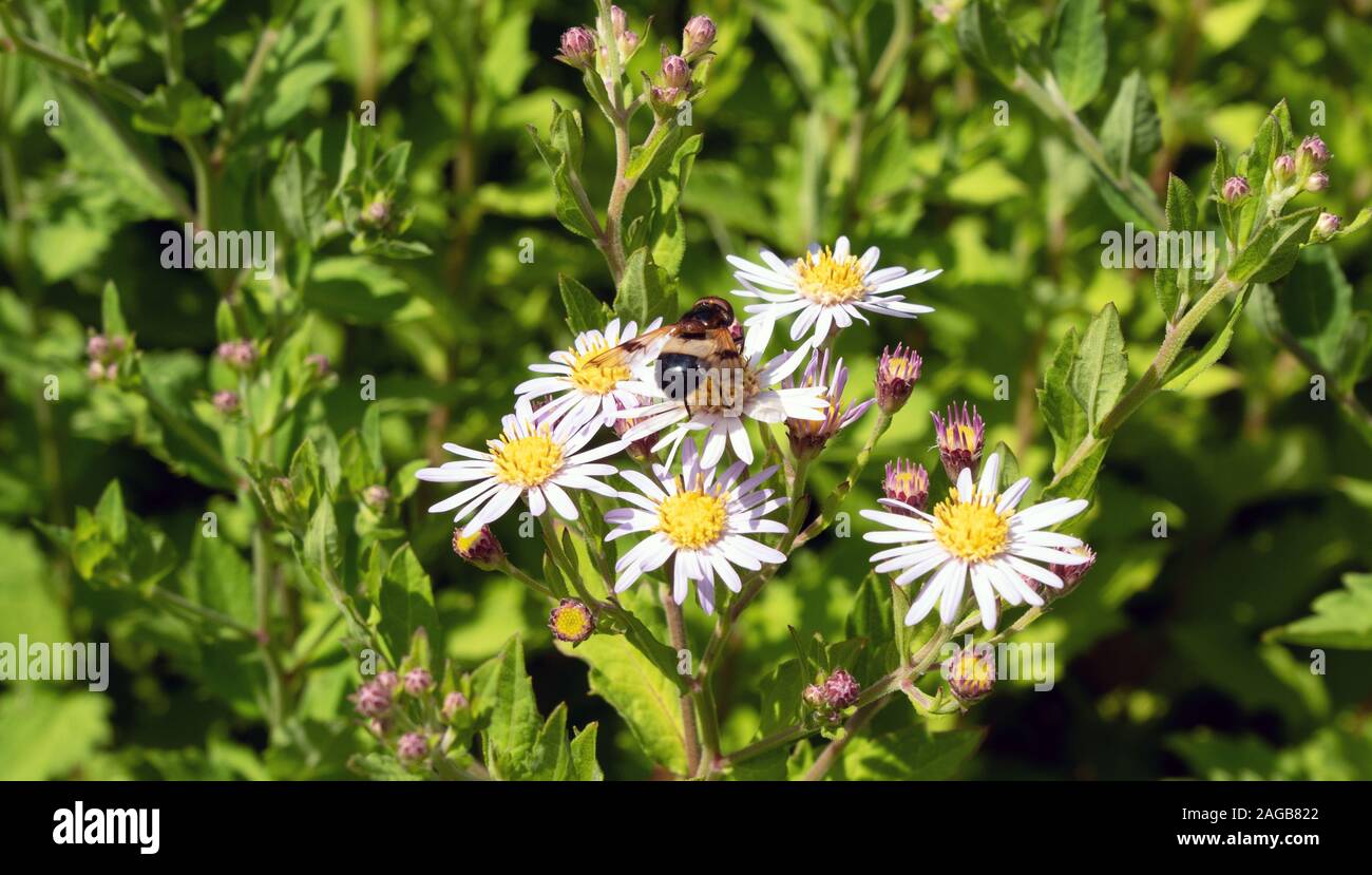 Alpine bee hi-res stock photography and images - Alamy