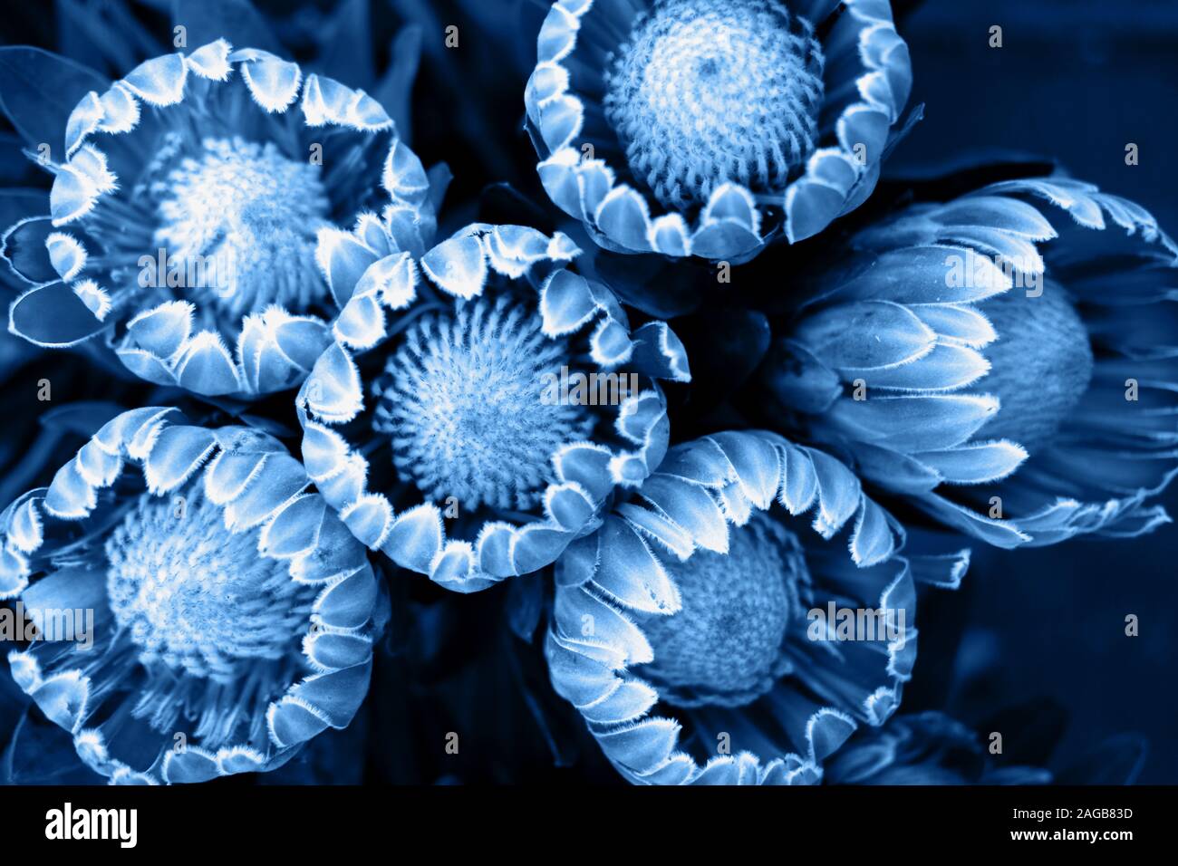 King Protea in blue color flowering with large buds Stock Photo - Alamy