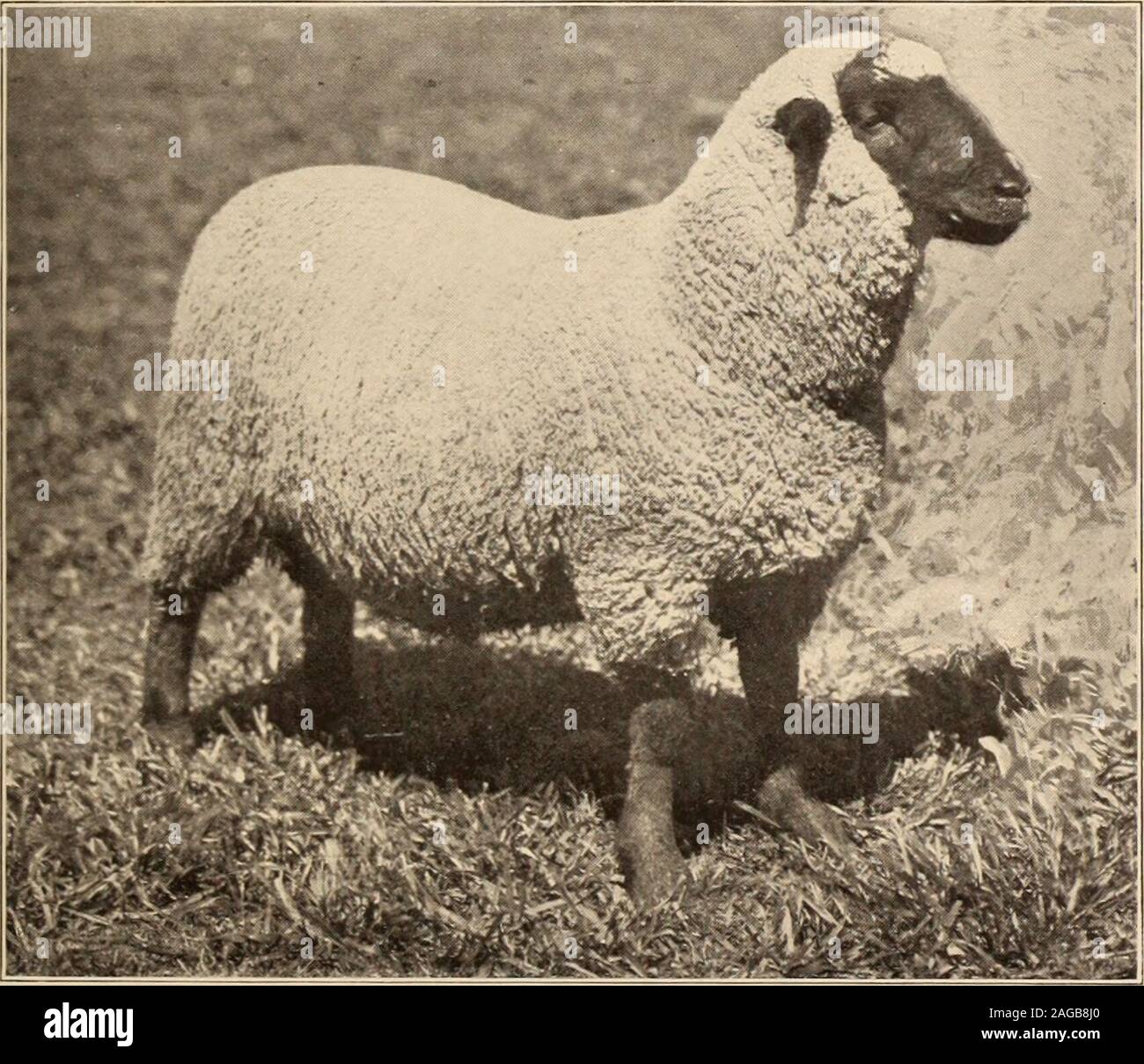 . Animal industry of Argentina. Fig. 1 .—First-prize Yearling Lincoln ...