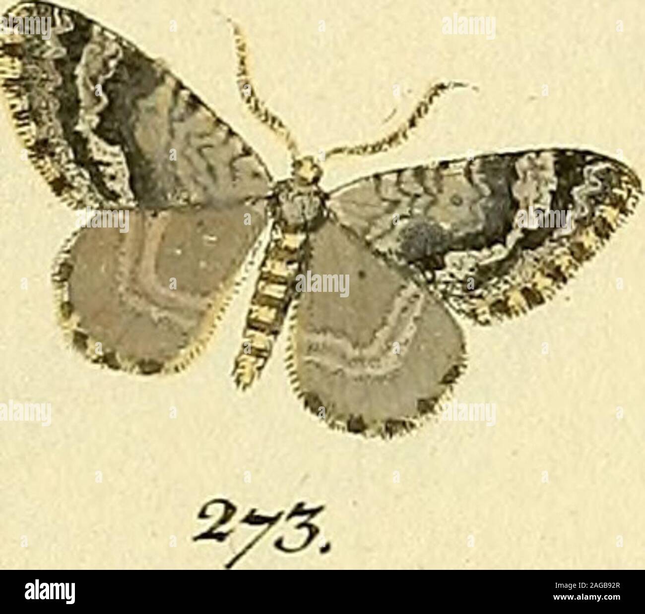 . Sammlung europscher Schmetterlinge, errichtet von Jacob Hner in ...