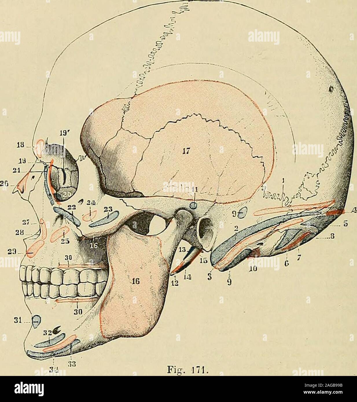 Anatomie humaine crane hi-res stock photography and images - Alamy