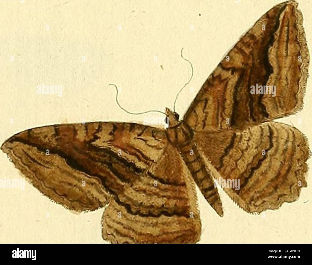 . Sammlung europscher Schmetterlinge, errichtet von Jacob Hner in ...