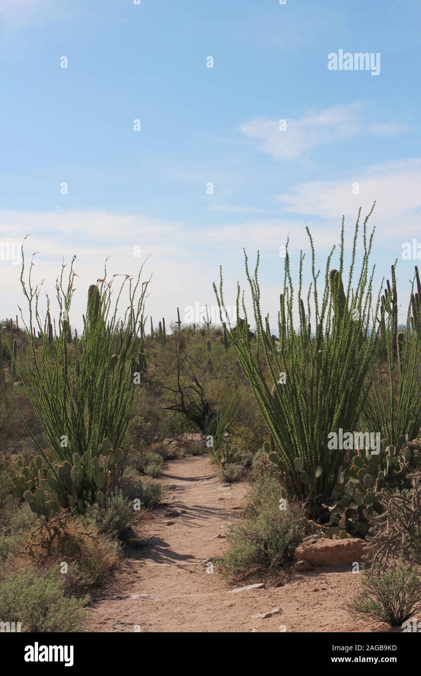 The sandy Valley Overlook Trail leading through a desert landscape in ...