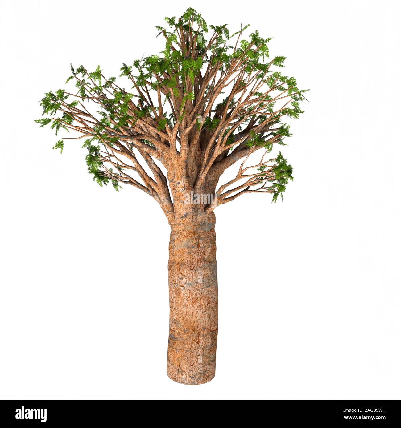 Kauri tree botanical illustration hi-res stock photography and images ...