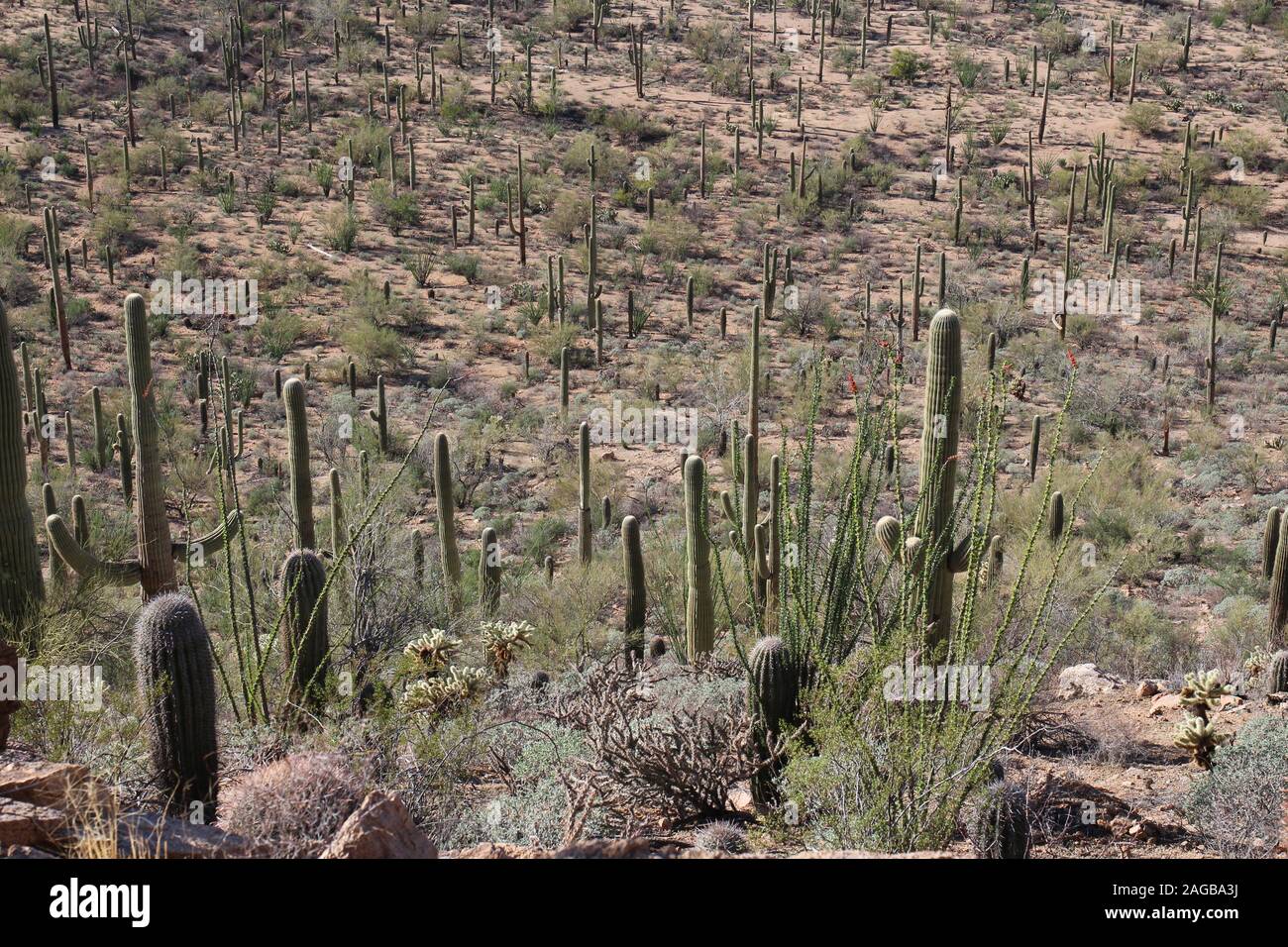 Looking down at the desert landscape of Saguaro National Park from the ...