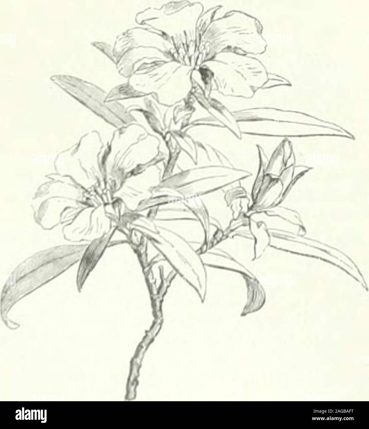 Candoas hi-res stock photography and images - Alamy