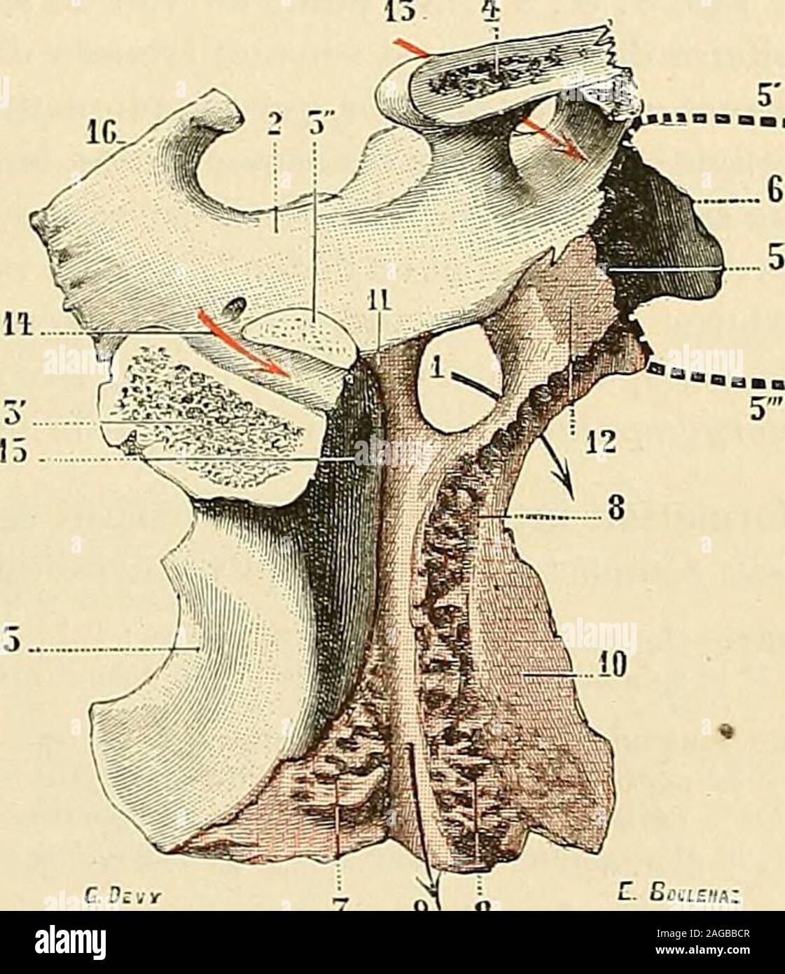 . Traité d'anatomie humaine : anatomie descriptive, histologie ...