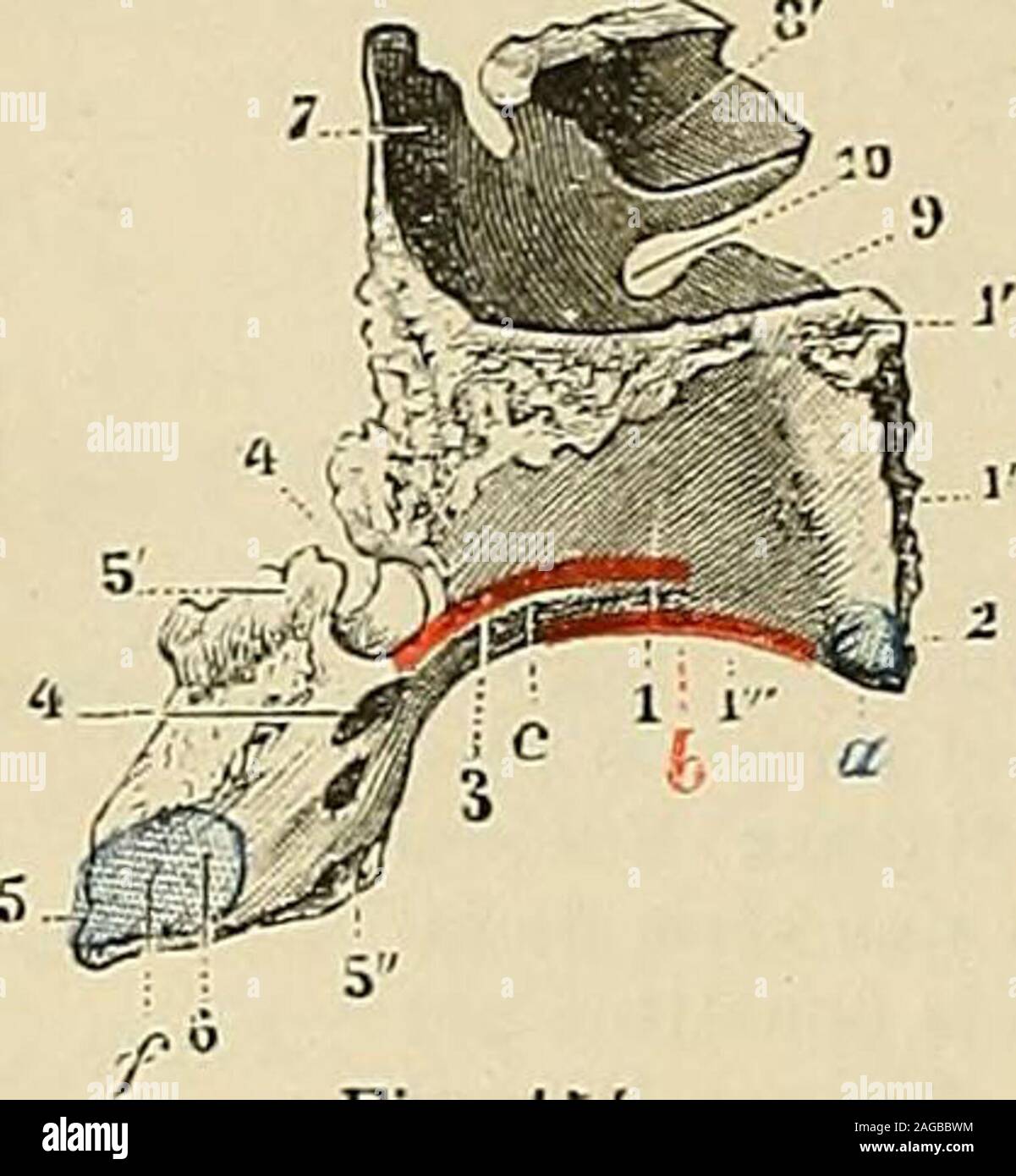 Le vomer anatomie hi-res stock photography and images - Alamy