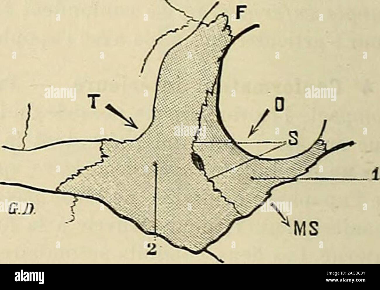 Horizontale anatomie hi-res stock photography and images - Alamy