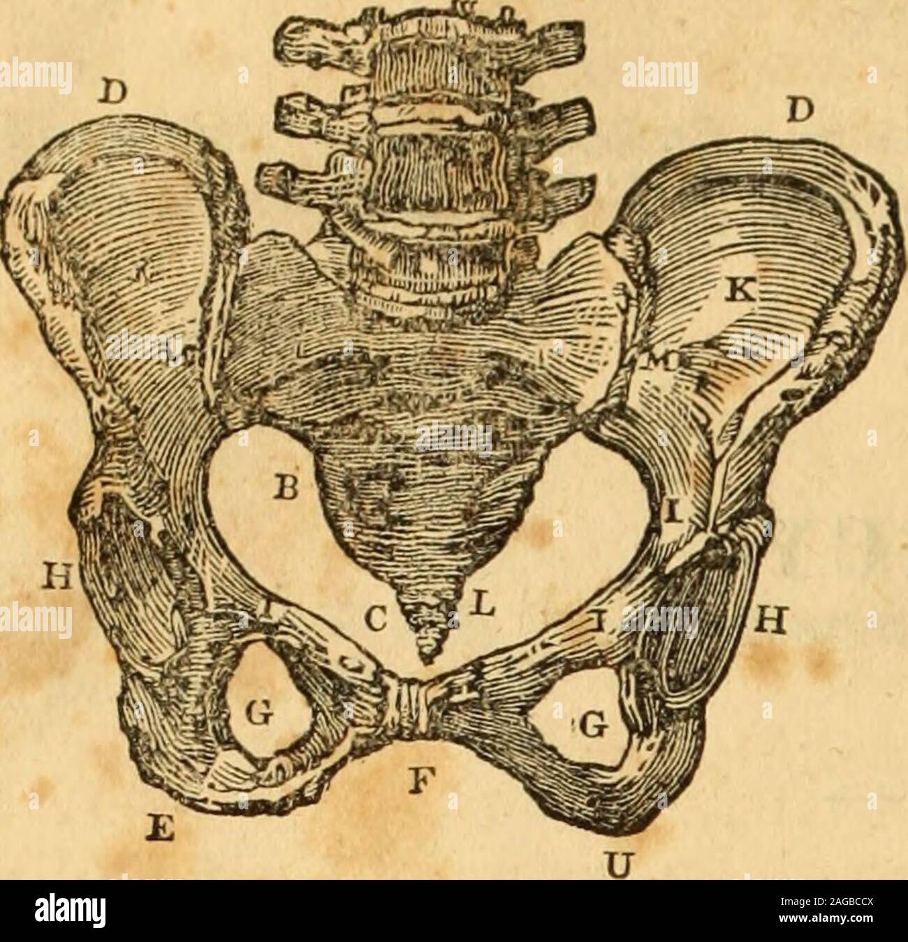 Pelvic viscera hi-res stock photography and images - Alamy