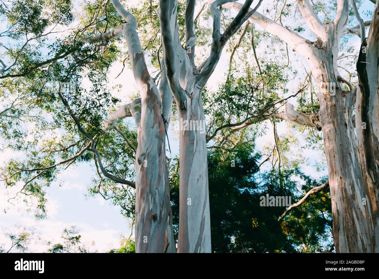 Low angle white tree with green leaves in a forest Stock Photo - Alamy