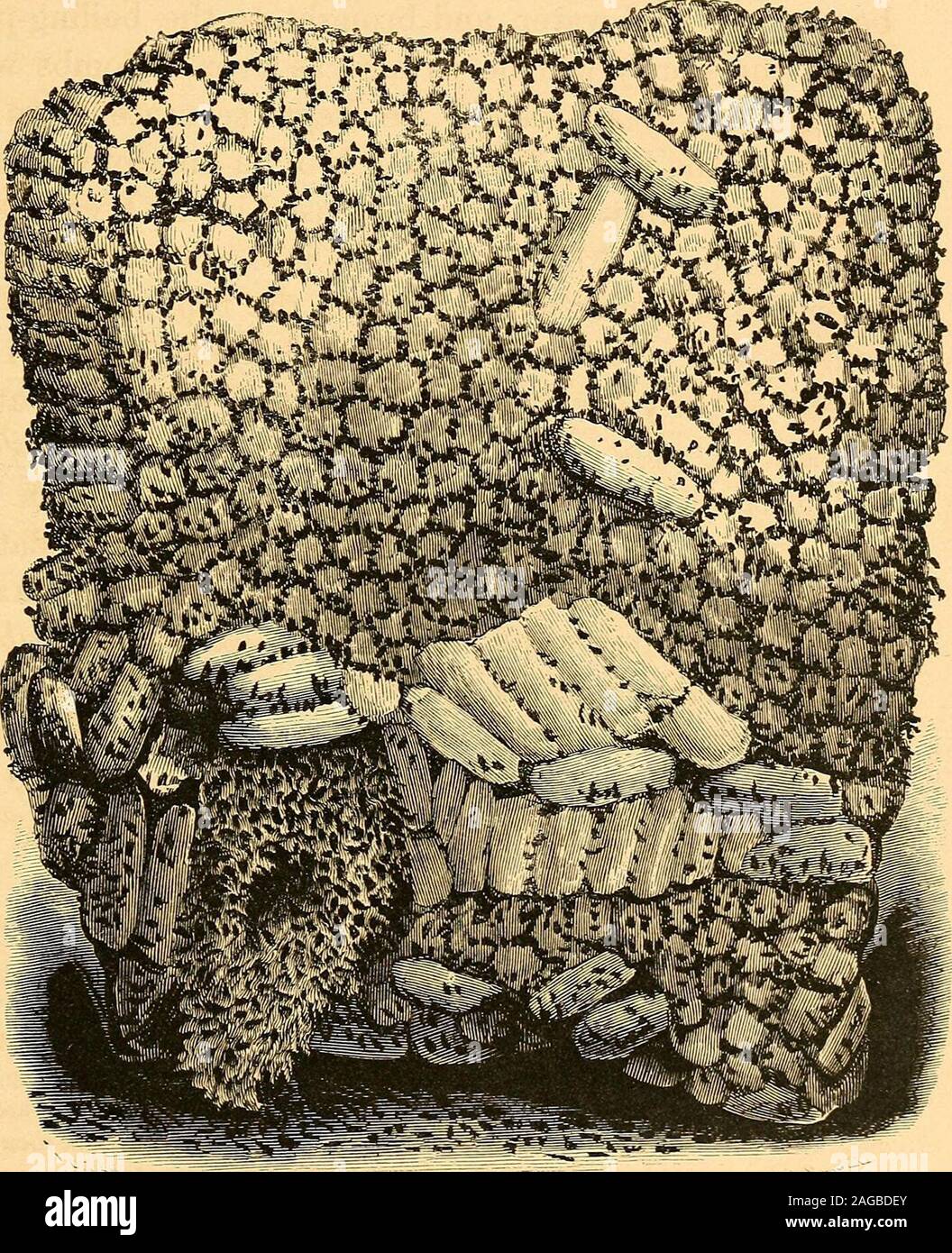 . A practical treatise on the hive and honey-bee. Fiir. oG. Plate XIX ...