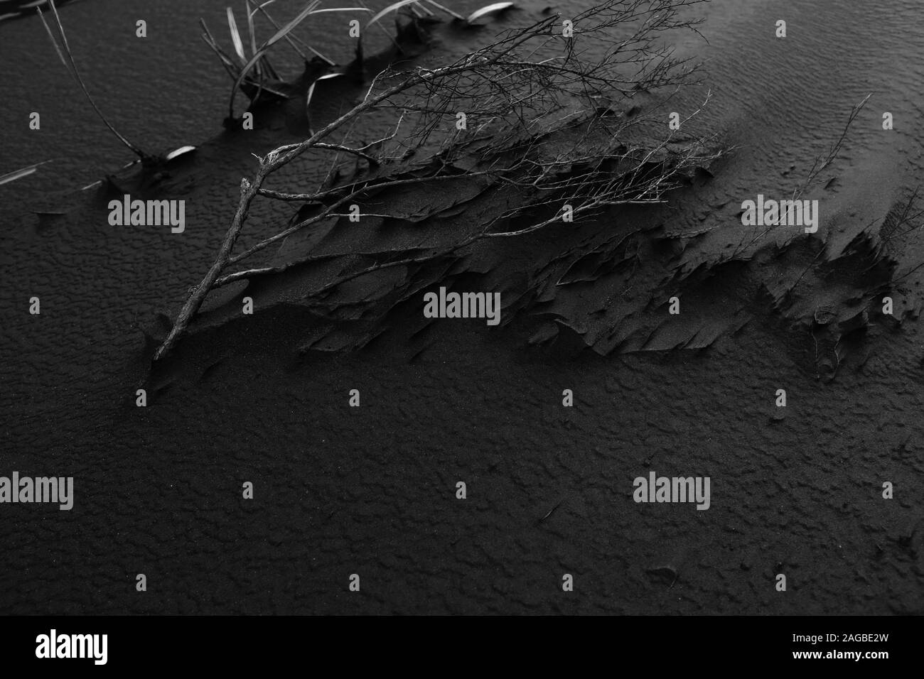 Cool greyscale background of black stone fragments with tree branches ...