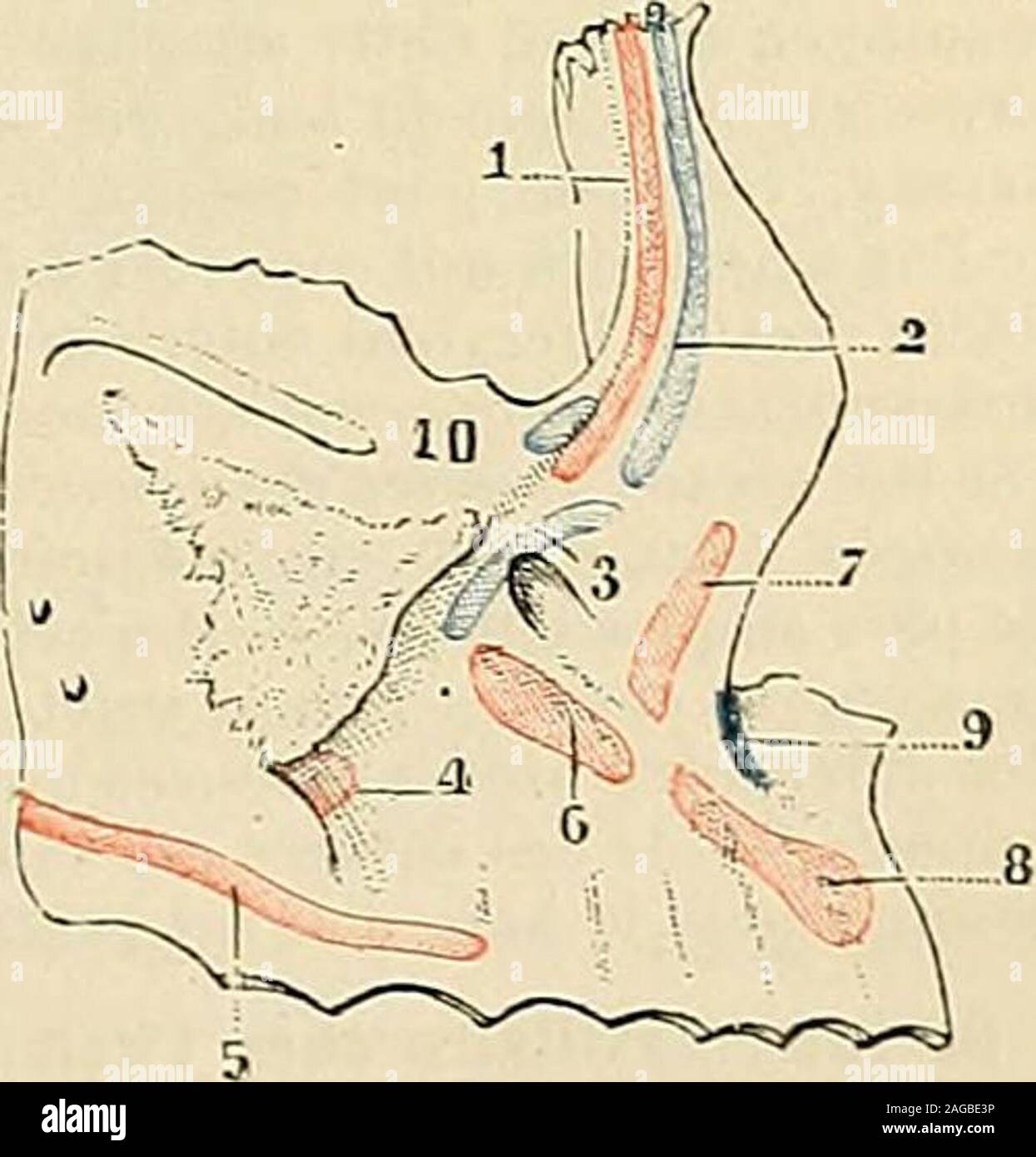 Maxillaire anatomie hi-res stock photography and images - Alamy
