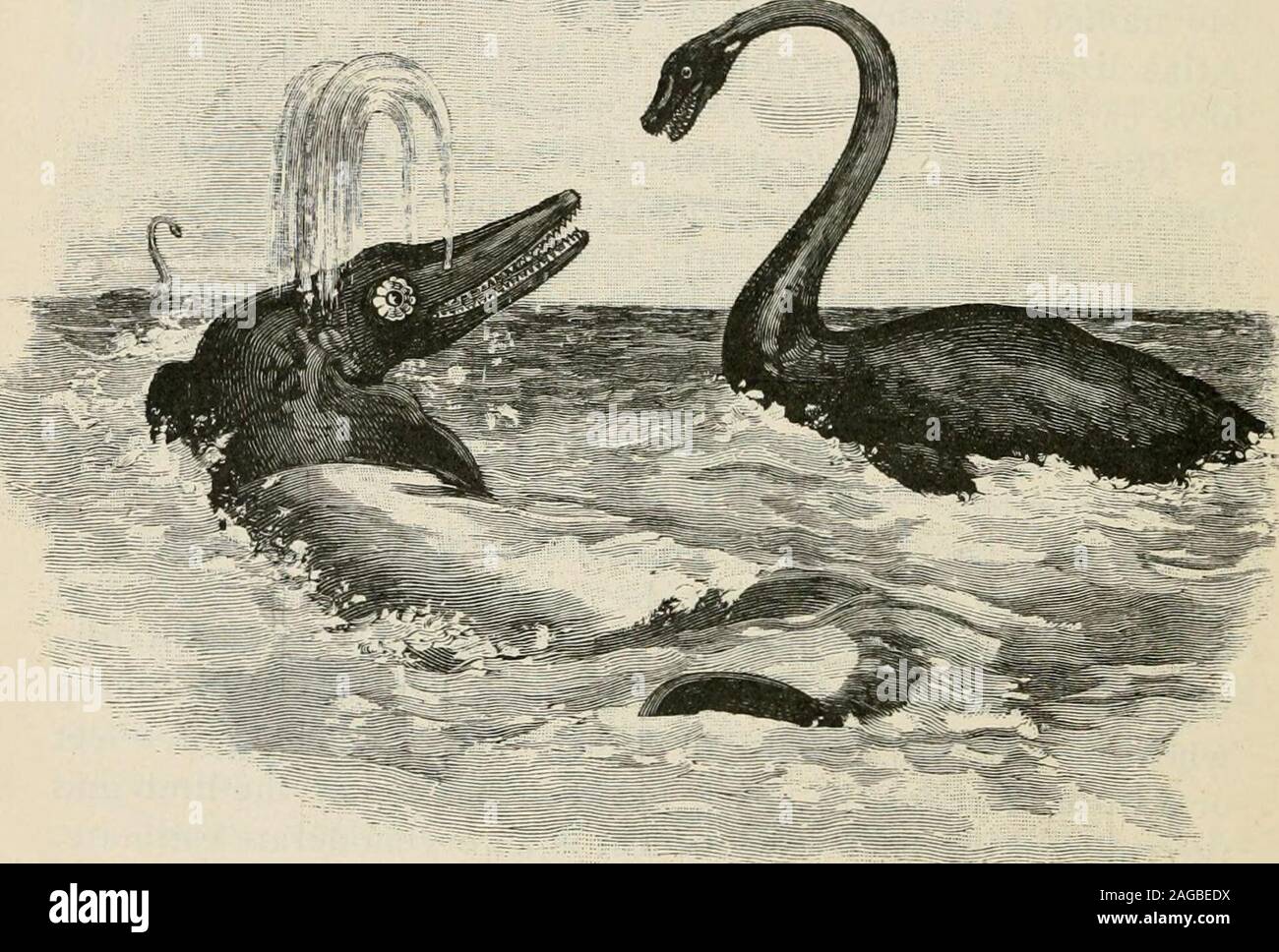 Thick tapering tail hi-res stock photography and images - Alamy