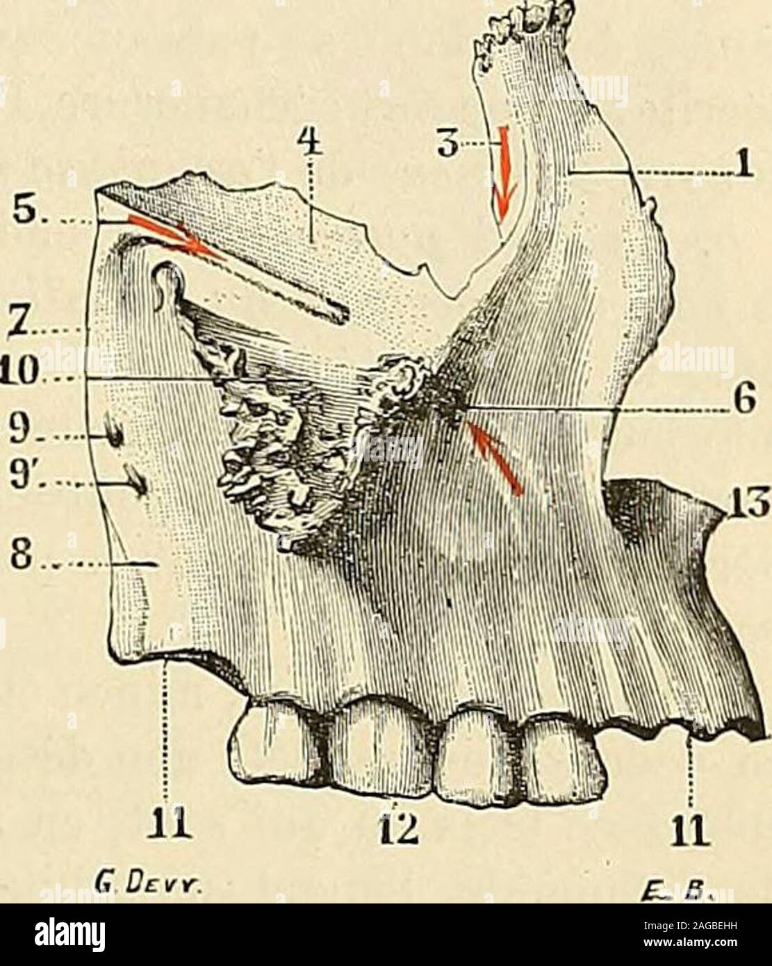 Cornet inferieur hi-res stock photography and images - Alamy