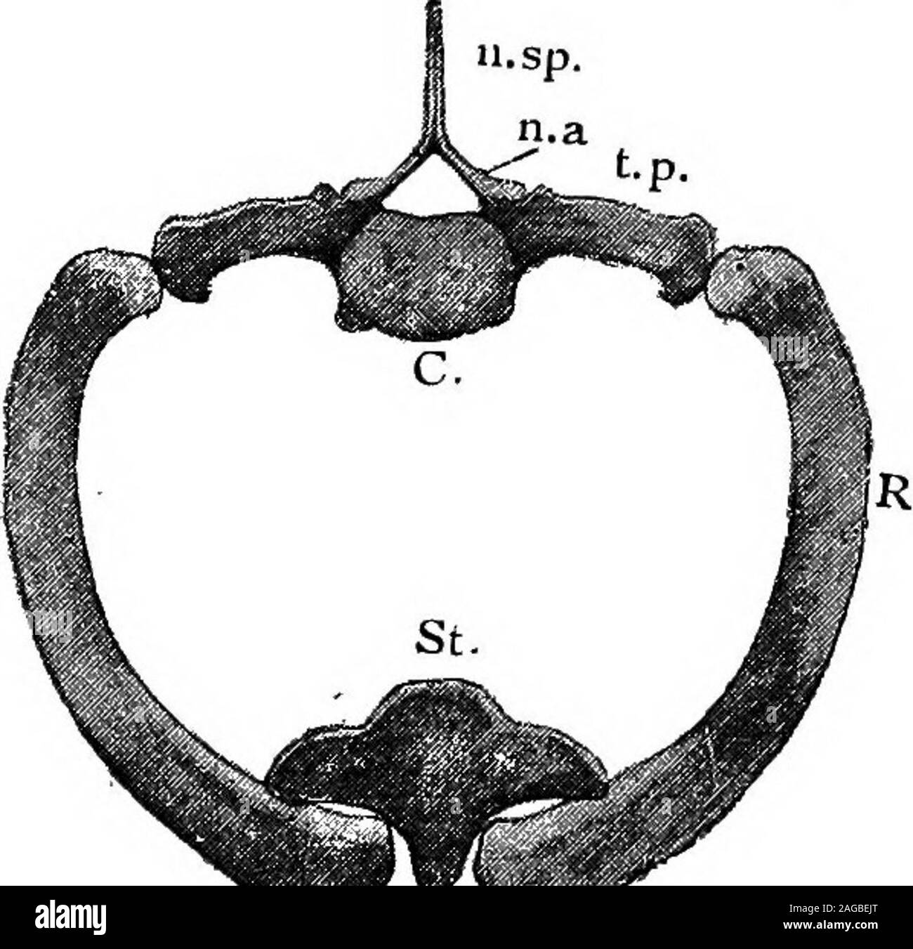 Baleen plates hi-res stock photography and images - Alamy