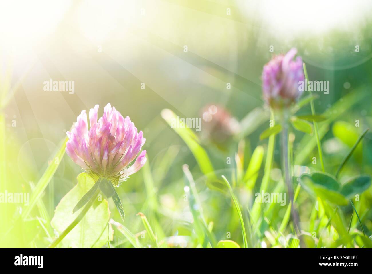 Art Spring Natural Green Background with sun, Clover Flowers Stock ...