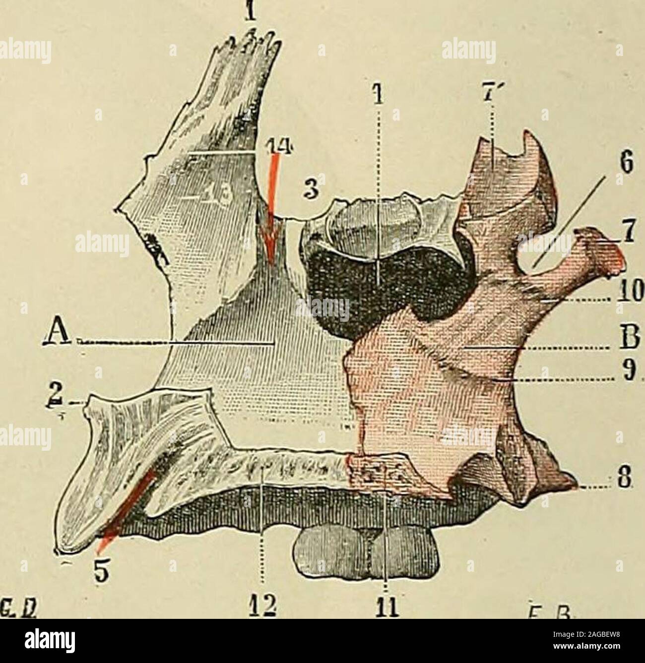 . Traité d'anatomie humaine : anatomie descriptive, histologie ...