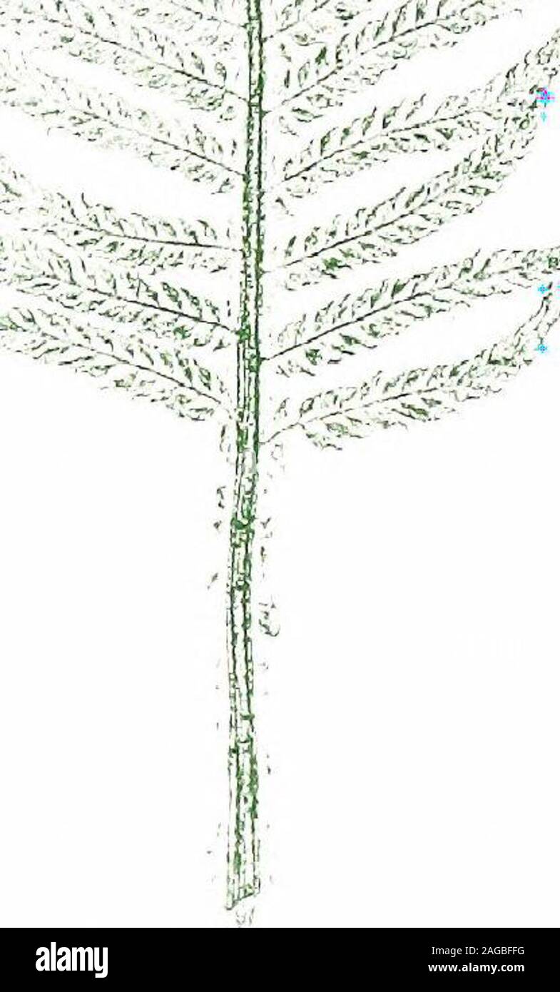 Class of ferns hi-res stock photography and images - Alamy